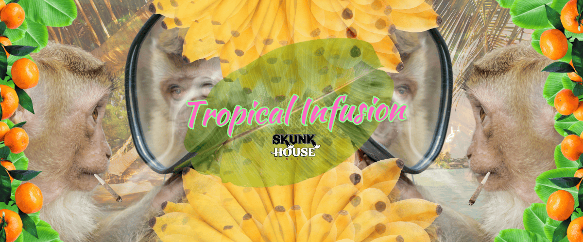 Tropical Infusion Elevates Trop With Banana Breezes
