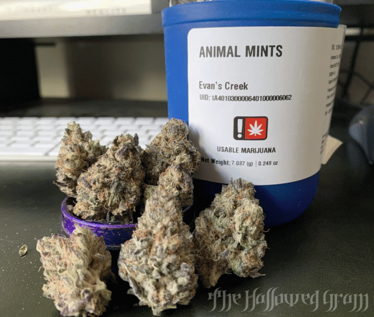 Animal Mints Review: A Peppery Thumper For Cannasseurs